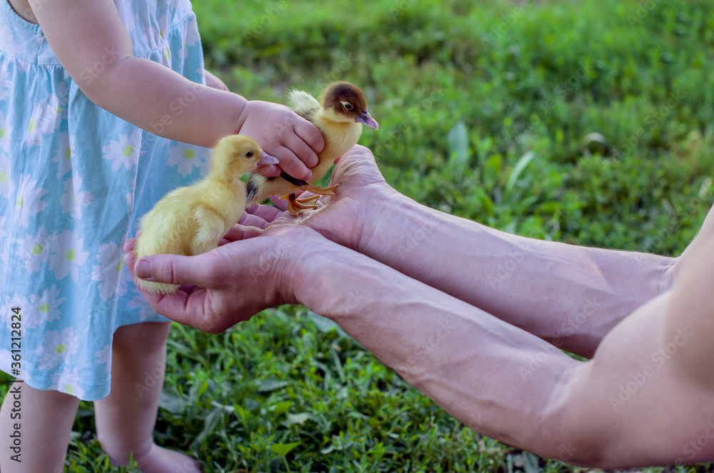 Little girl playing with two ducklings. Vacation in the country. Easter ...