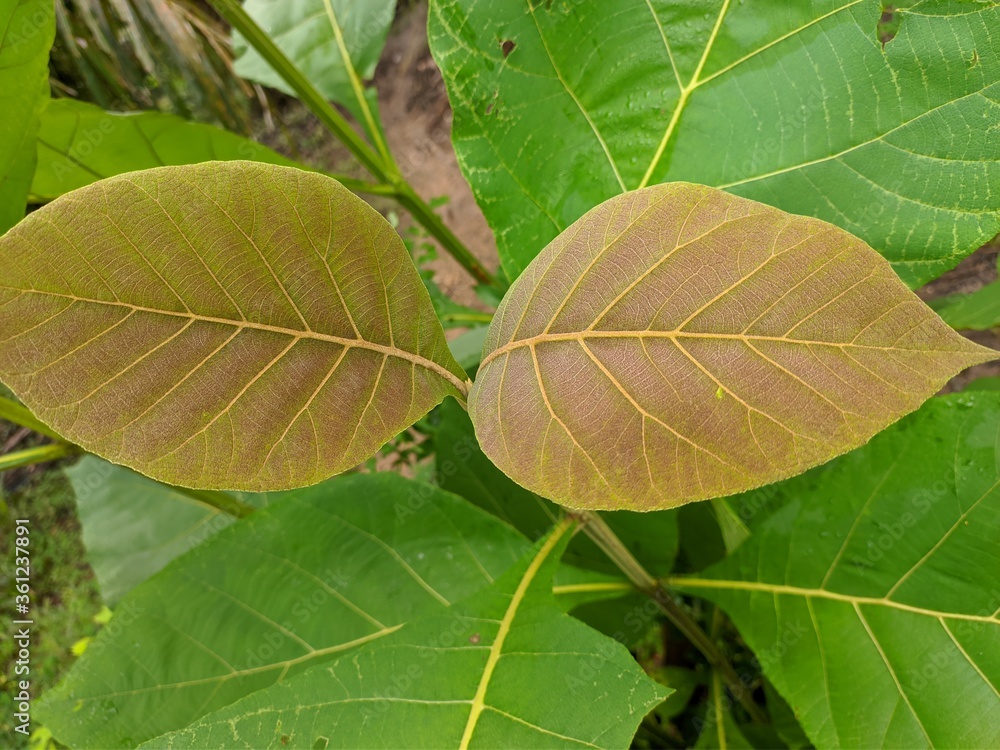 Teak Leaves (Tectona Grandis) Morning In Borneo Tropical Nature Stock ...