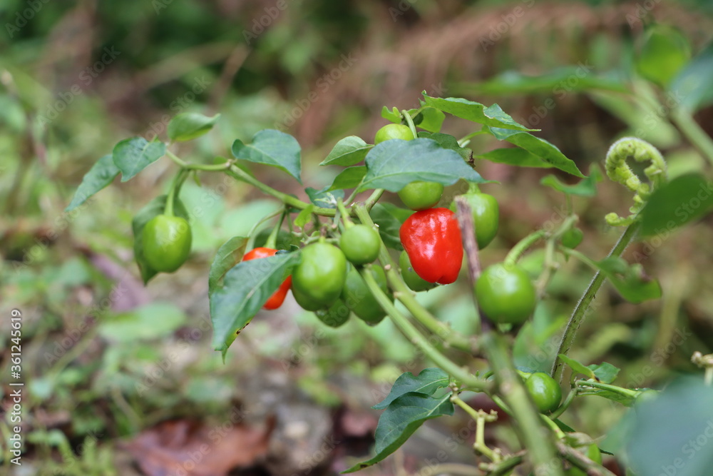 Round chilli plant with fruits, Dalle chilli in Sikkim, India Stock ...
