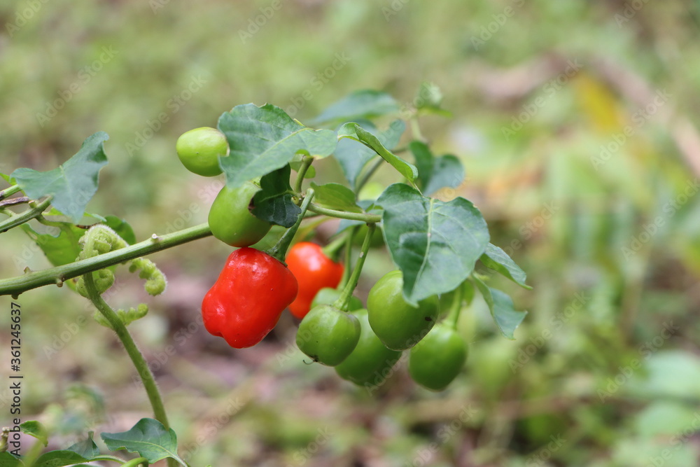 Round chilli plant with fruits, Dalle chilli in Sikkim, India Stock ...
