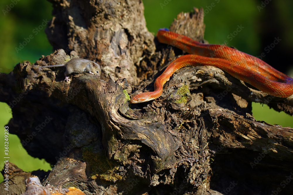 The corn snake (Pantherophis guttatus) with prey on a green background ...