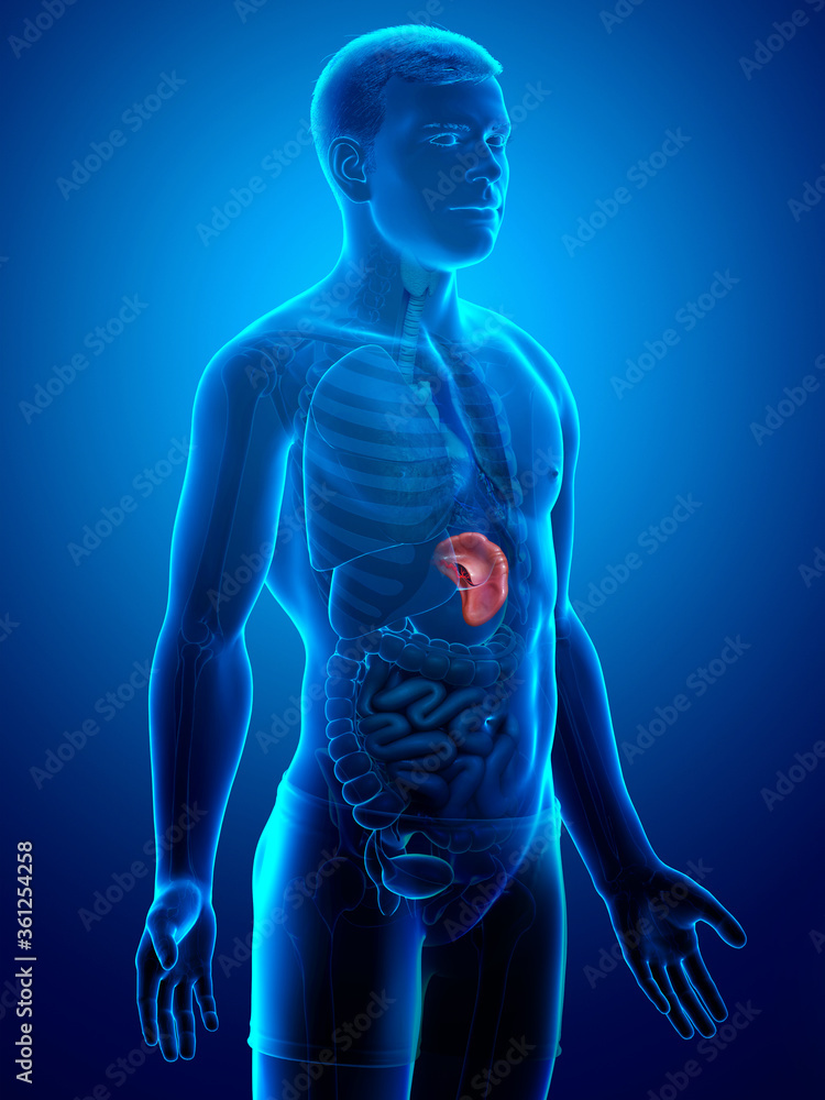 3d rendered, medically accurate illustration of a male Spleen Anatomy ...