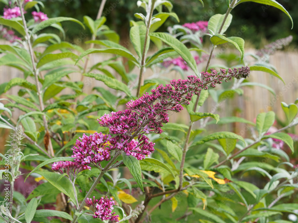 Buddléia de David ou Arbre aux papillons (Buddleja davidii) Stock Photo ...