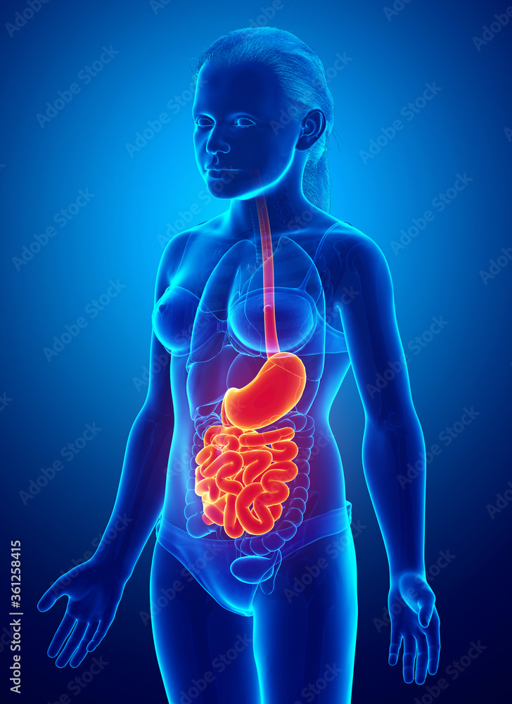 3d rendered, medically accurate illustration of a young girl stomach ...