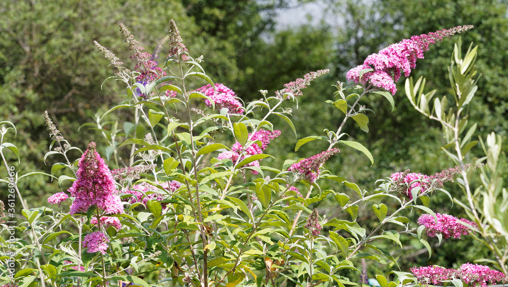 Buddleja davidii - Buddléia de David ou Arbre aux papillons à ...
