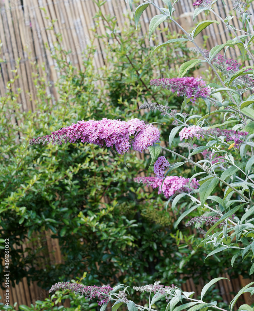 Buddleja davidii - Buddléia de David ou Arbre aux papillons Stock Photo ...