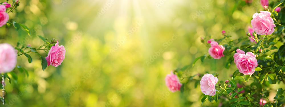 Beautiful nature field with vintage rose flowers of pink color in rose ...