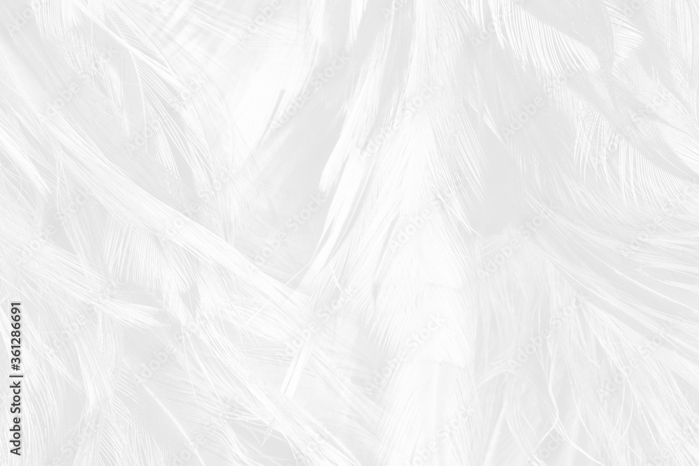 Beautiful white feather wooly pattern texture background for decorative ...