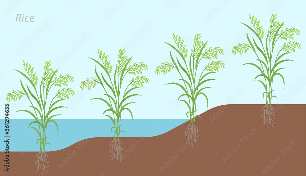Rice Plant Harvest Vector