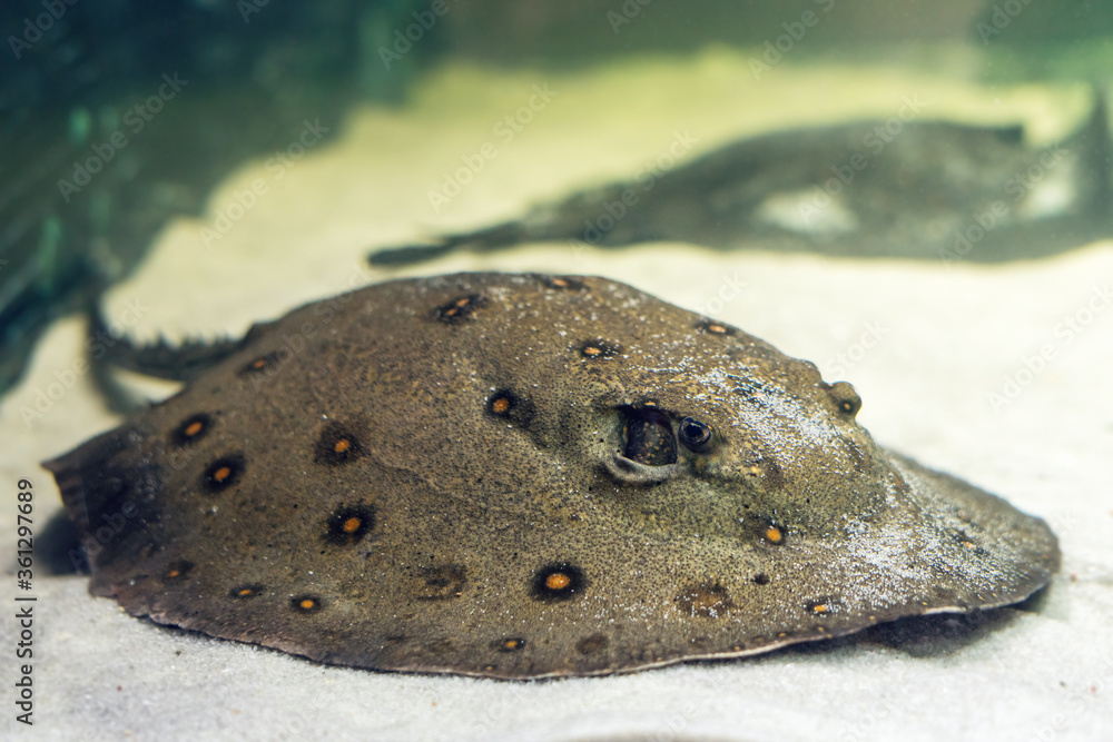 Stingray motoro (Potamotrygon motoro) in an aquarium on a sandy bottom ...