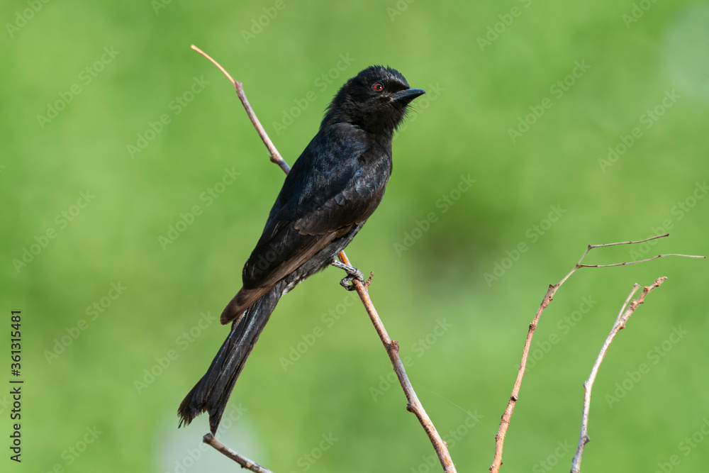 Drongo de Ludwig.Dicrurus ludwigii, Common Square tailed Drongo Stock ...