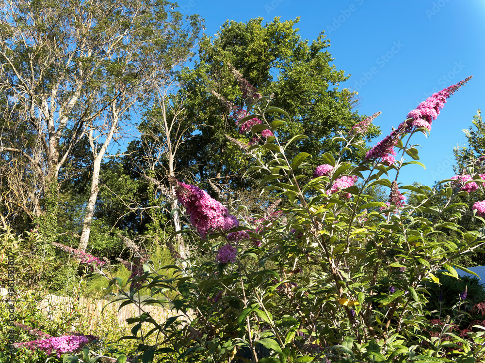 Buddleja davidii - Buddléia de David ou Arbre aux papillons, arbuste à ...