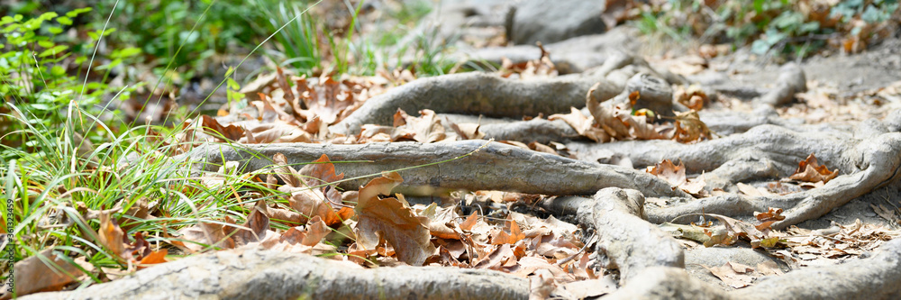 intertwined tree roots on the soil surface of the path. banner Stock ...