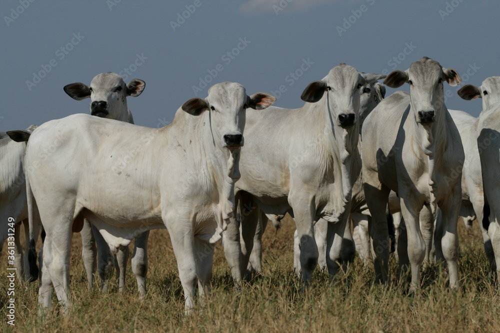 Pecuária, Bovinocultura, Nelore, Fazenda, Mato grosso, Cerrado, Brasil ...