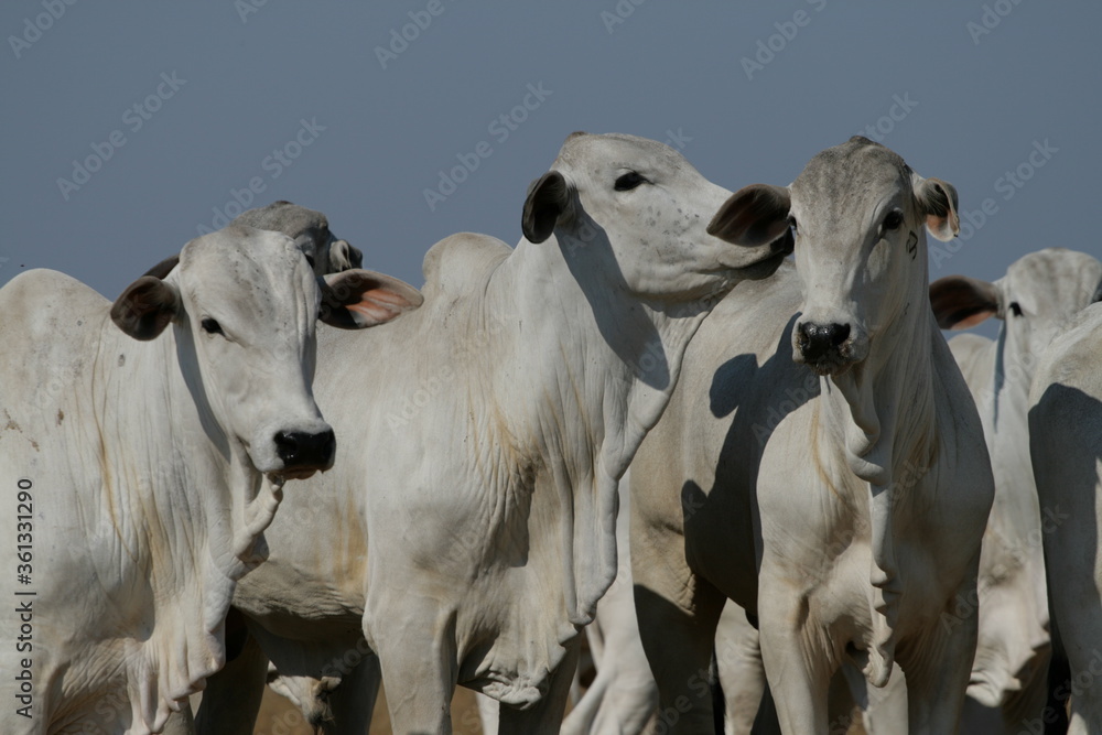Pecuária, Bovinocultura, Nelore, Fazenda, Mato grosso, Cerrado, Brasil ...