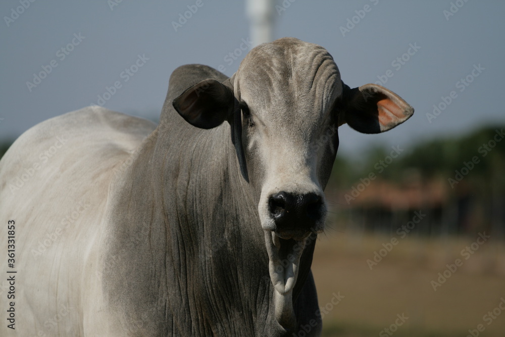Pecuária, Bovinocultura, Nelore, Fazenda, Mato grosso, Cerrado, Brasil ...