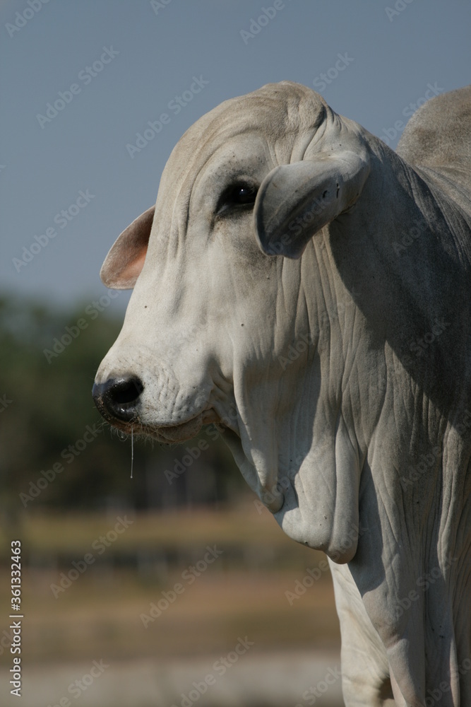 Pecuária, Bovinocultura, Nelore, Fazenda, Mato grosso, Cerrado, Brasil ...