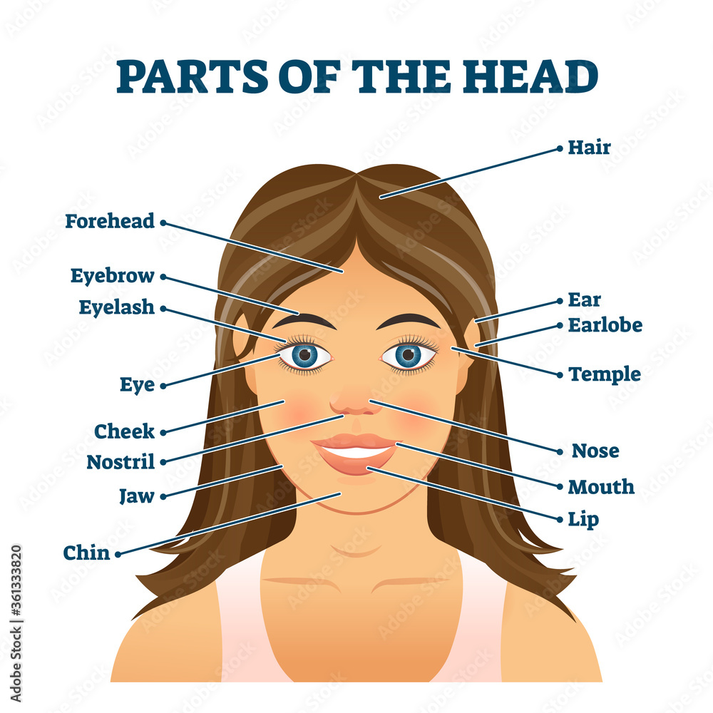Parts of the head for english vocabulary words education vector ...