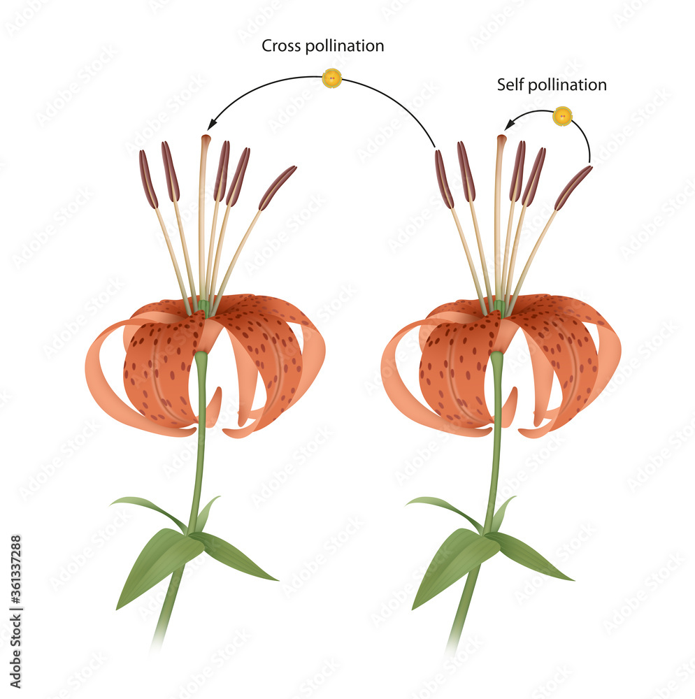 Poster The process of cross and self pollination. Reproduction in Plant ...