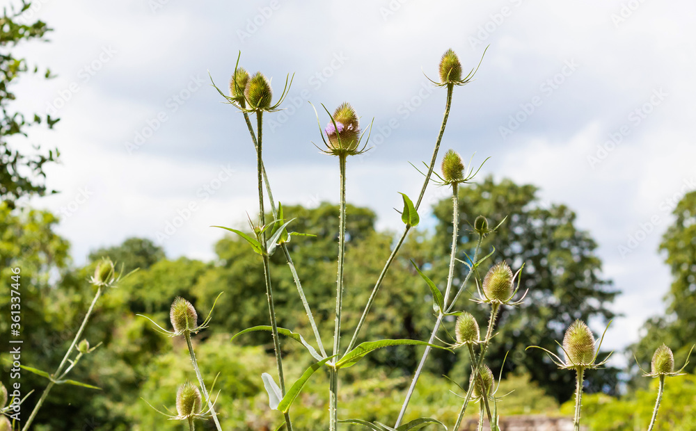 Tall , cut leaf teasel plants against a soft blue sky. Thorn, perennial ...