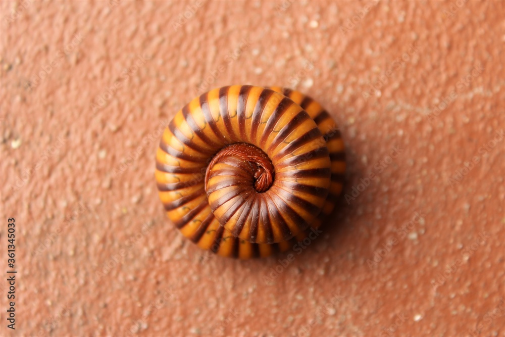 Millipedes curl up body circle shape for protect itself from danger ...