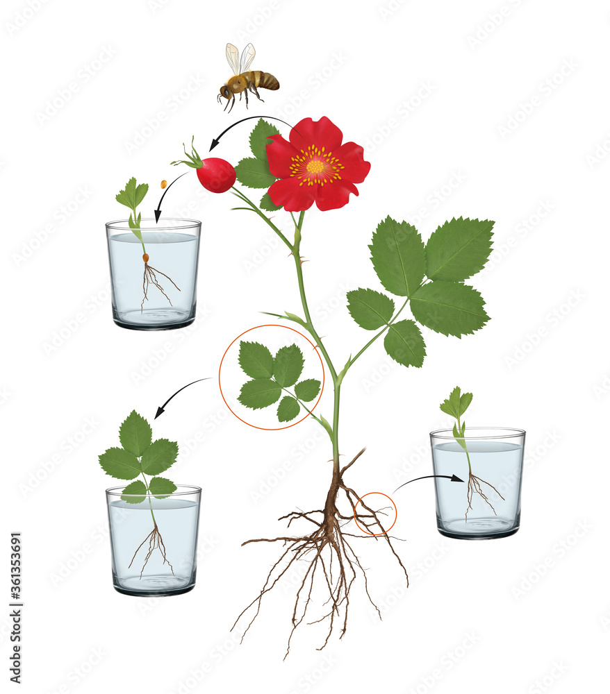 Methods of plant propagation. Reproduction Stock Illustration | Adobe Stock Methods of plant propagation. Reproduction Stock Illustration | Adobe Stock