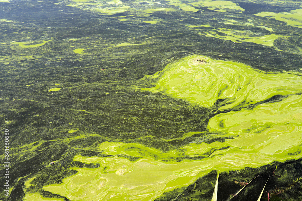 Global pollution of the environment and water. Dirty green water ...