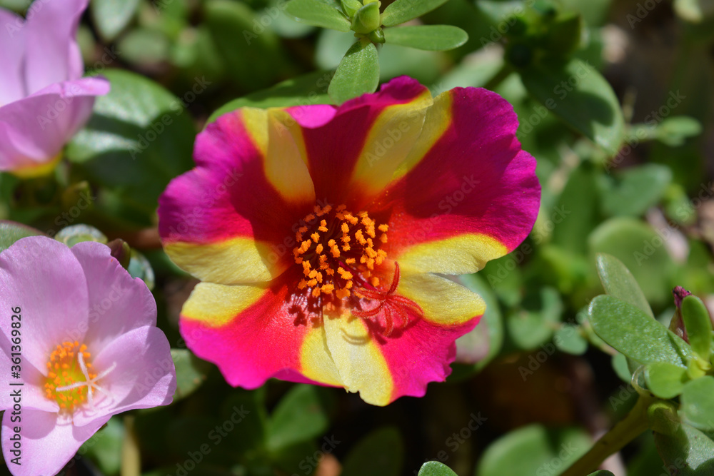 Portulaca colorblast, Watermelon Punch, also known as Moss Rose or ...