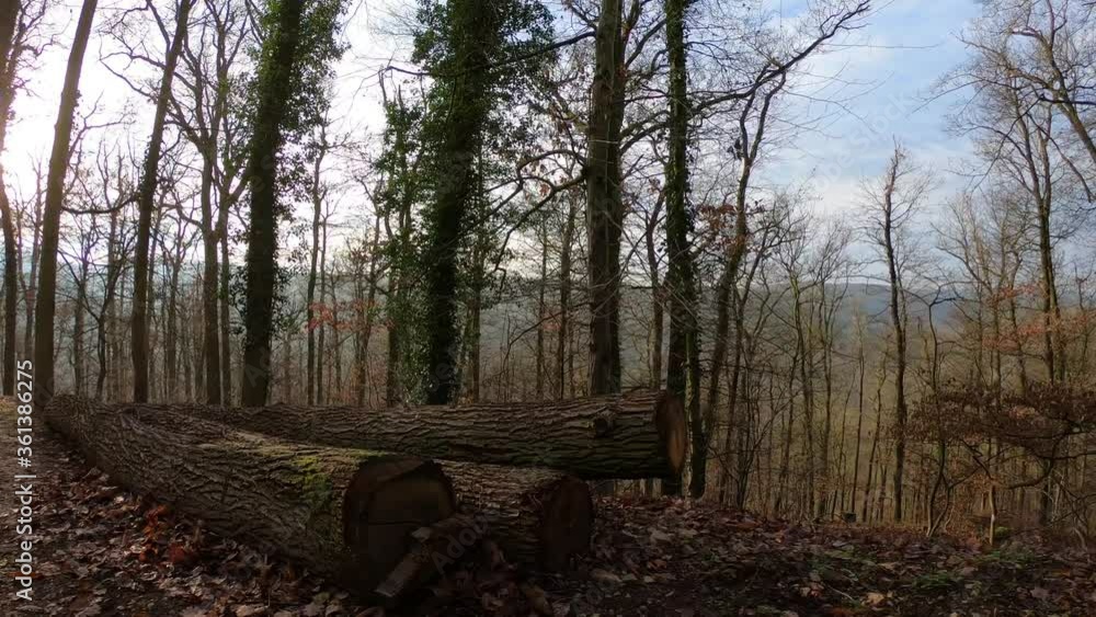 DOLLY SHOT - Logs of wood felled in the Eltz Forest, near the Eltz ...
