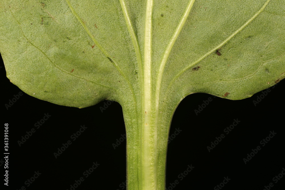 Greater Plantain (Plantago major). Leaf Base Closeup Stock Photo ...
