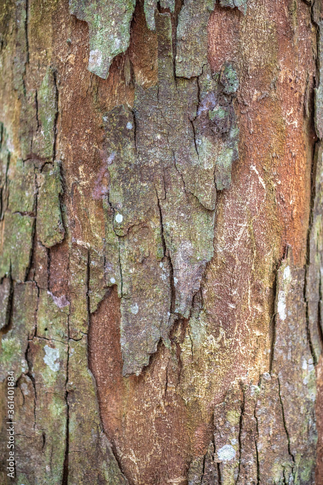 Bark of Kapur Kuras Tree (Dryobalanops oblongifolia) Stock Photo ...