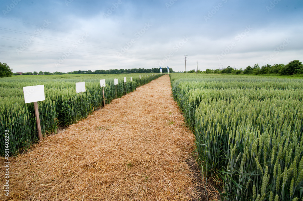 demonstration sectors of plot grain crops, new varieties in agriculture ...