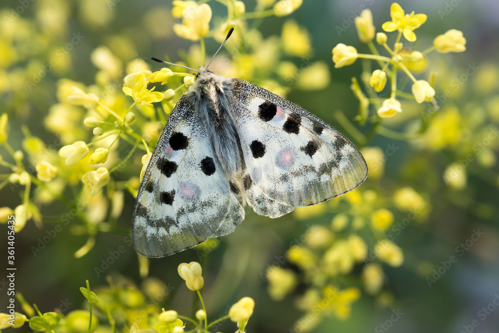 uno splendido esemplare di parnassius apollo nel suo habitat naturale ...