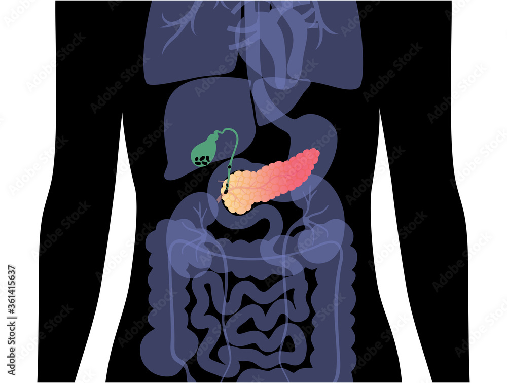 Pancreas an human body Stock Vector | Adobe Stock