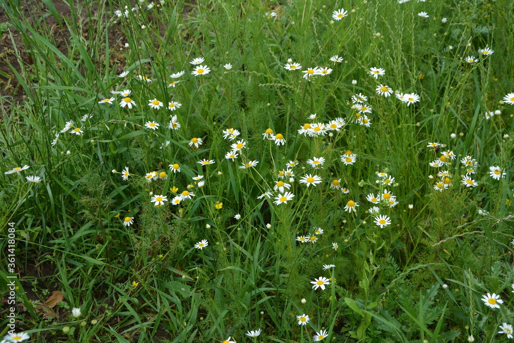 Scentless Mayweed - Tripleurospermum inodorum. Scentless false mayweed ...