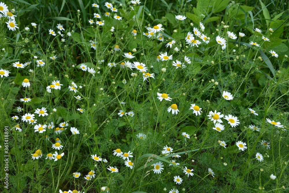 Scentless Mayweed - Tripleurospermum inodorum. Scentless false mayweed ...