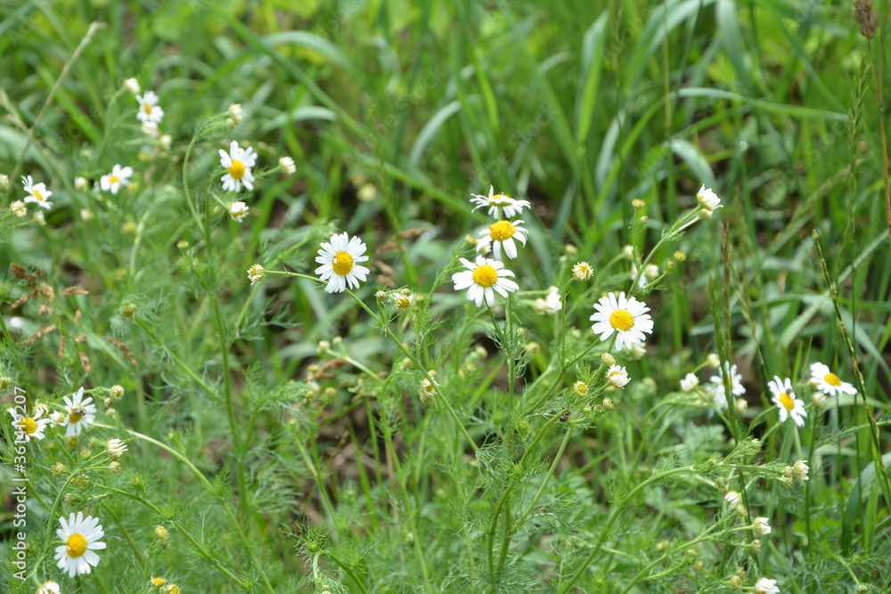 Scentless Mayweed - Tripleurospermum inodorum. Scentless false mayweed ...