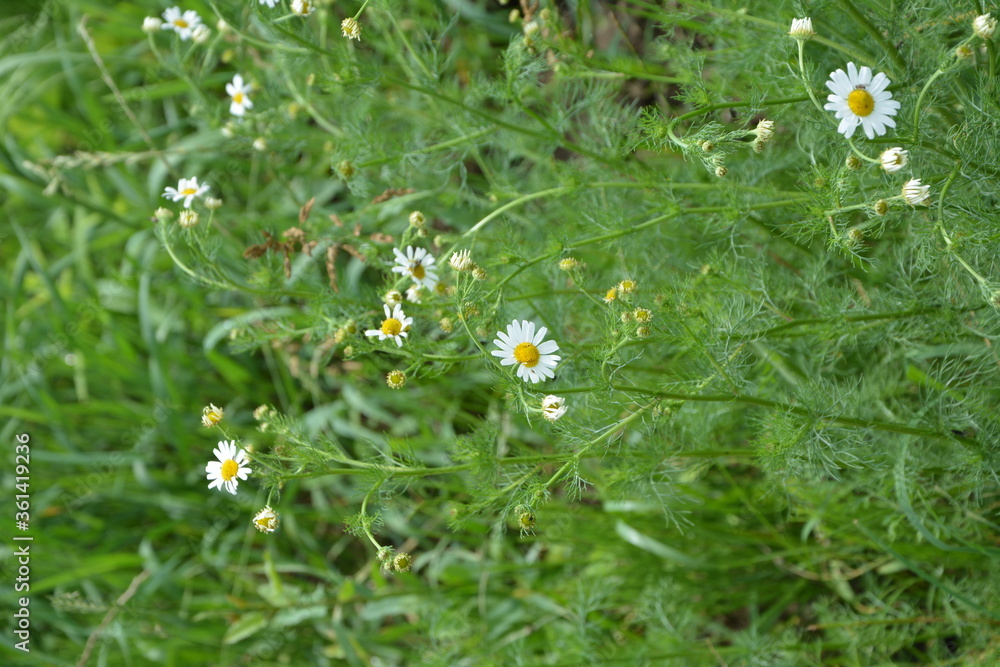 Scentless Mayweed - Tripleurospermum inodorum. Scentless false mayweed ...