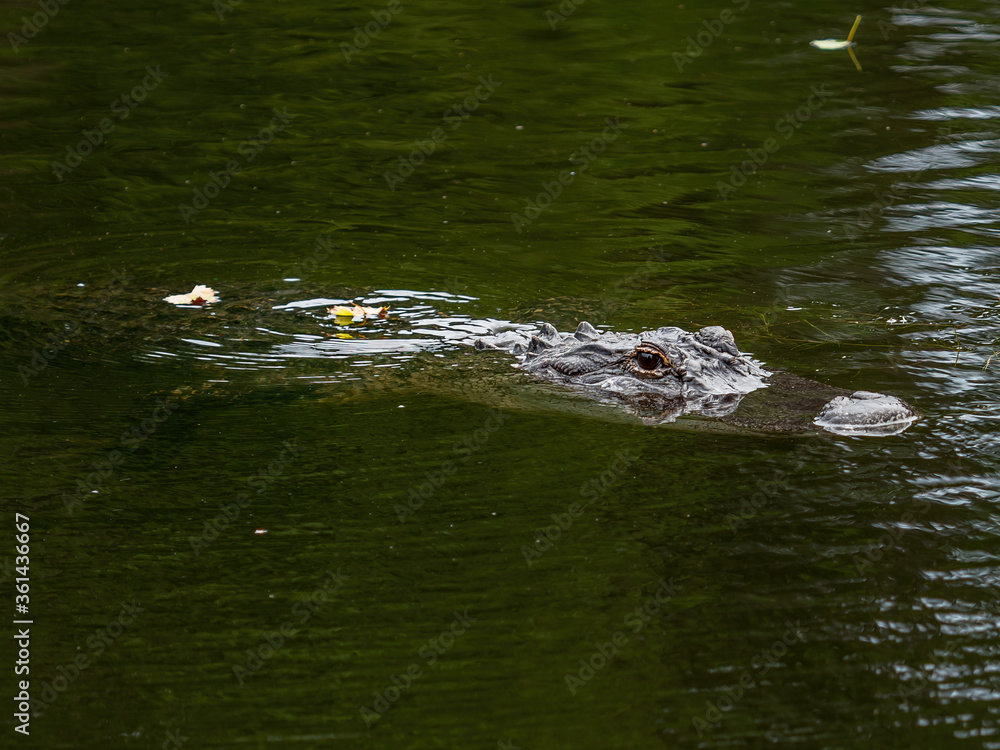 alligator swimming in the water Stock Photo | Adobe Stock