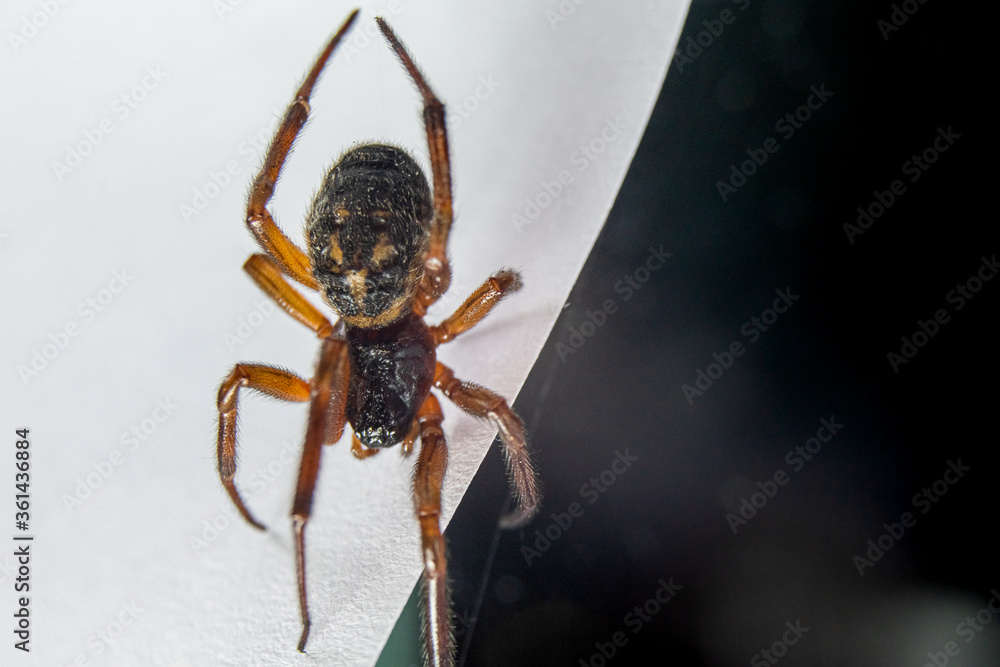 False widow spider (Steatoda nobilis and S. grossa) Popular cupboard ...