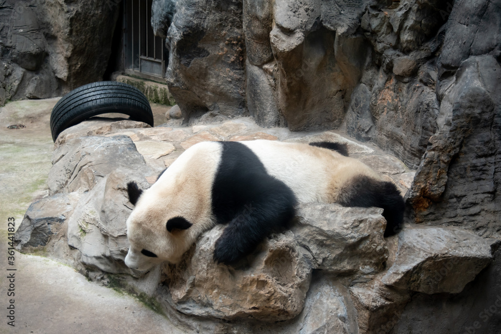 Dirty and malnourished panda bars show the sad and cruel reality of ...