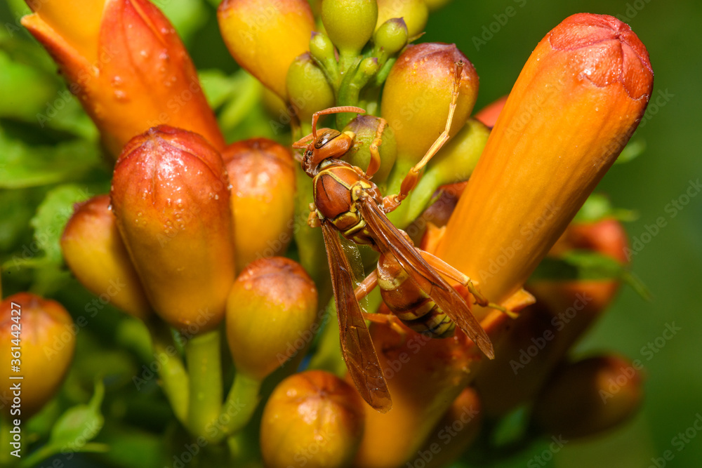 texas paper wasp - Polistes apaches fuscatus texanus - , Apache wasp ...