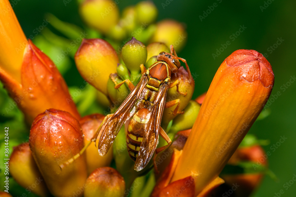 texas paper wasp - Polistes apaches fuscatus texanus - , Apache wasp ...