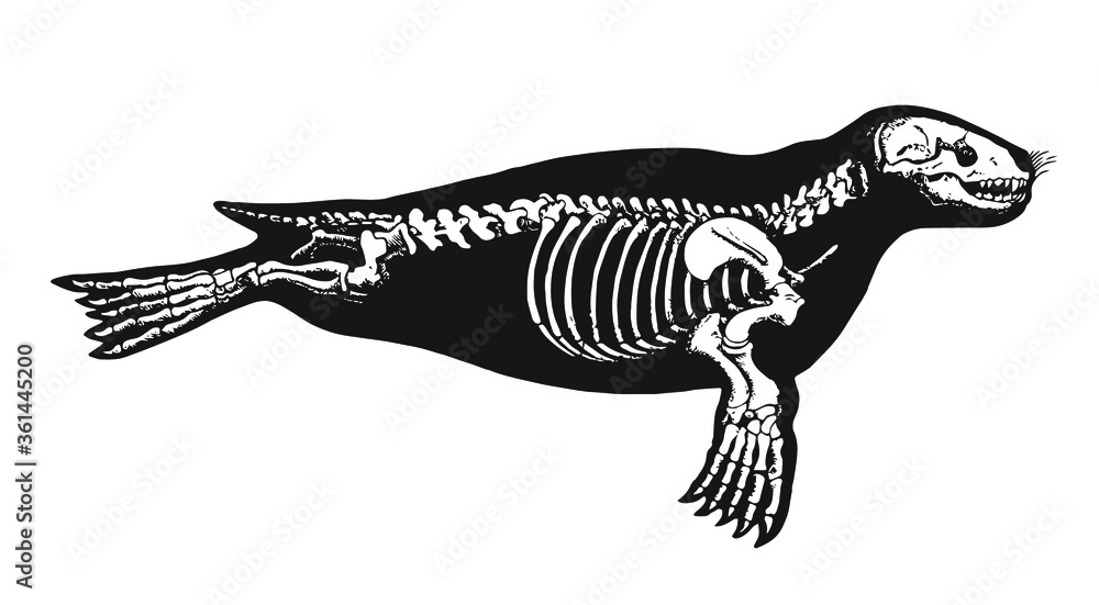 Seal Skeleton Diagram – Layered Vector Stock Vector | Adobe Stock