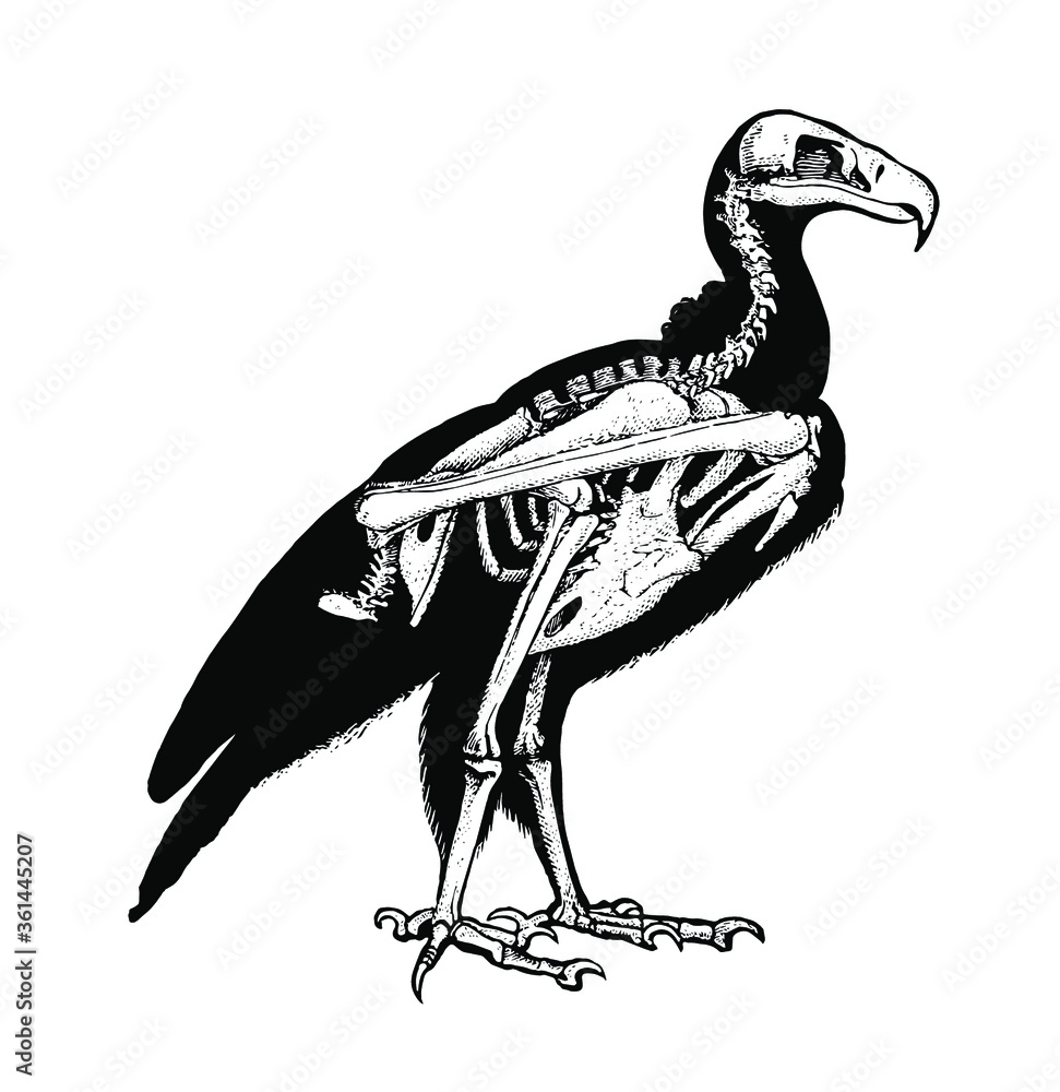 Vulture Skeleton Diagram – Layered Vector Stock Vector | Adobe Stock