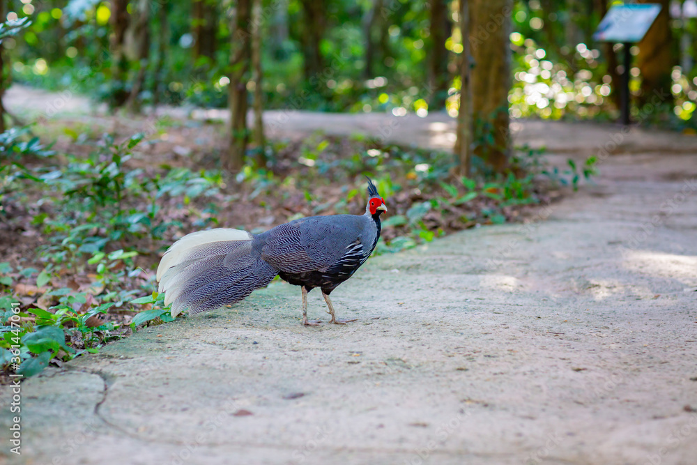 The male fowl is standing, looking at the flock of chickens on the side ...