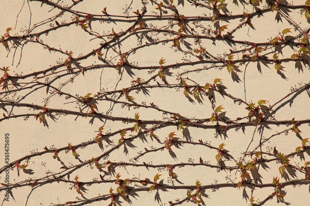Plain wall, background, texture. Fencing, colored in beige color with ...