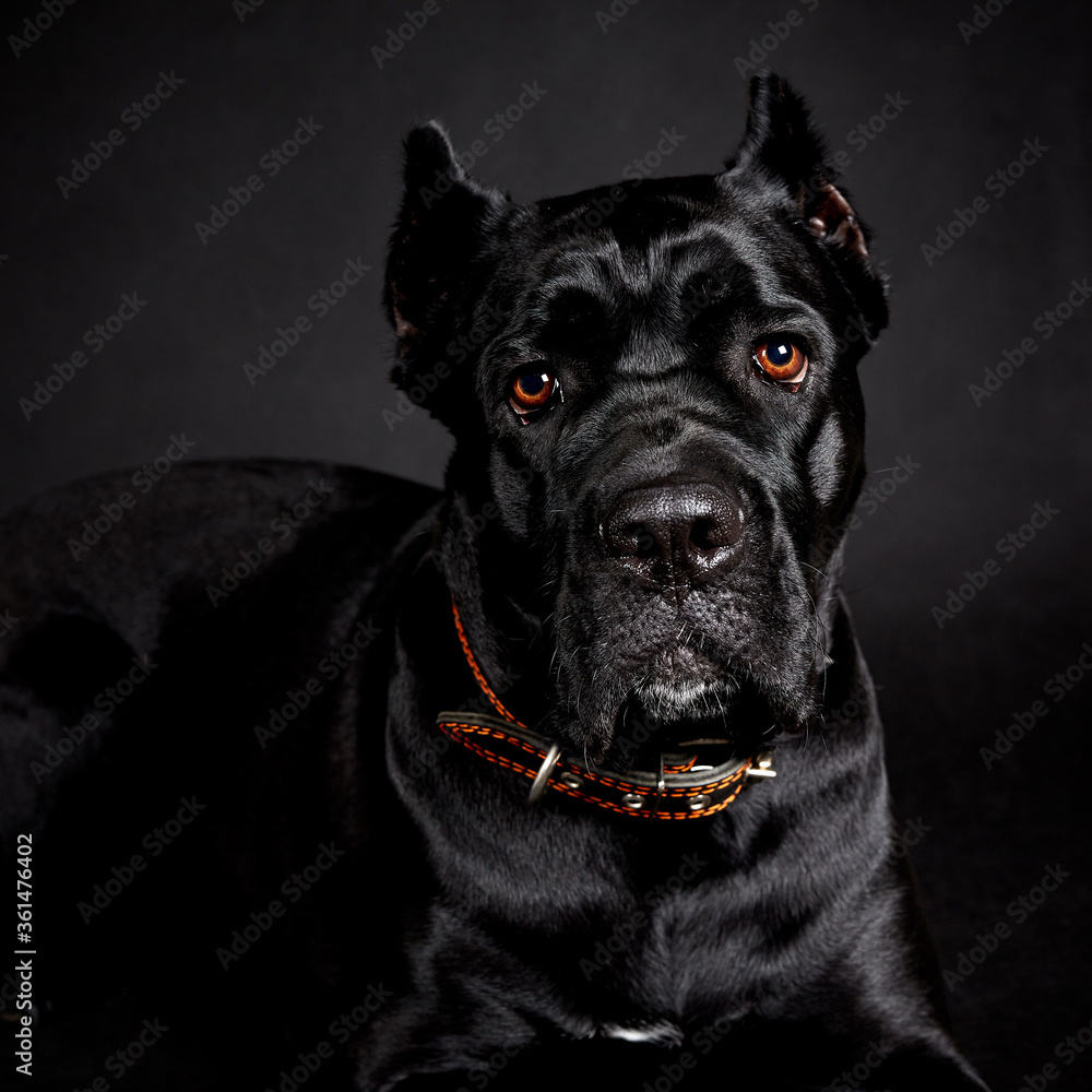 Black big dog of breed Cane Corso on a black background. Portrait of an ...