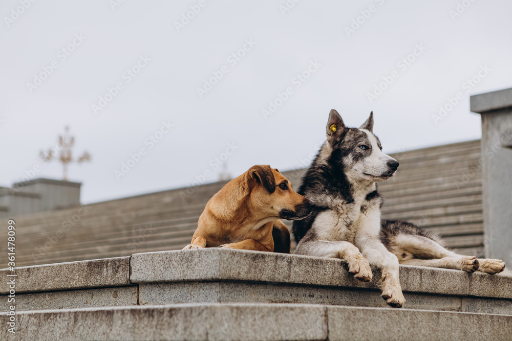 friendly walking animals in downtown Tbilisi: street dog walking in ...