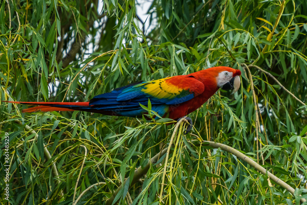 Scarlet Macaws, Ara macao, bird sitting on the branch. Macaw parrots in ...